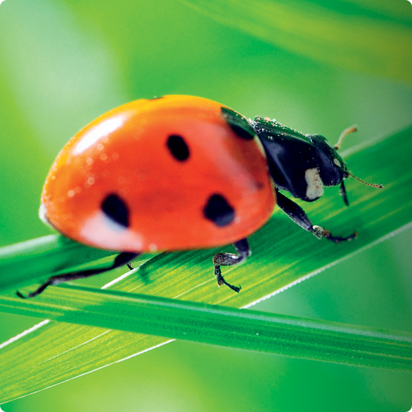 Gwybodaeth am y Creaduriaid Bach