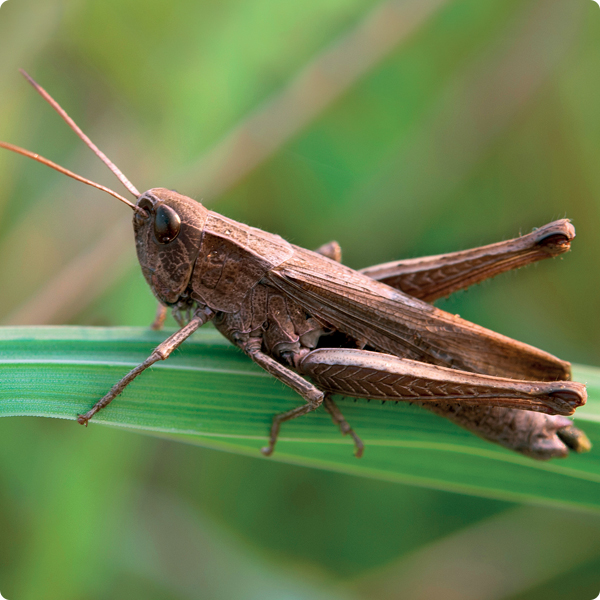 Gwybodaeth am y Creaduriaid Bach