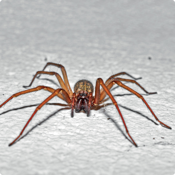 Gwybodaeth am y Creaduriaid Bach