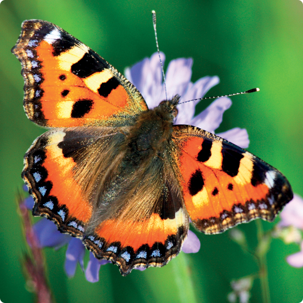 Gwybodaeth am y Creaduriaid Bach