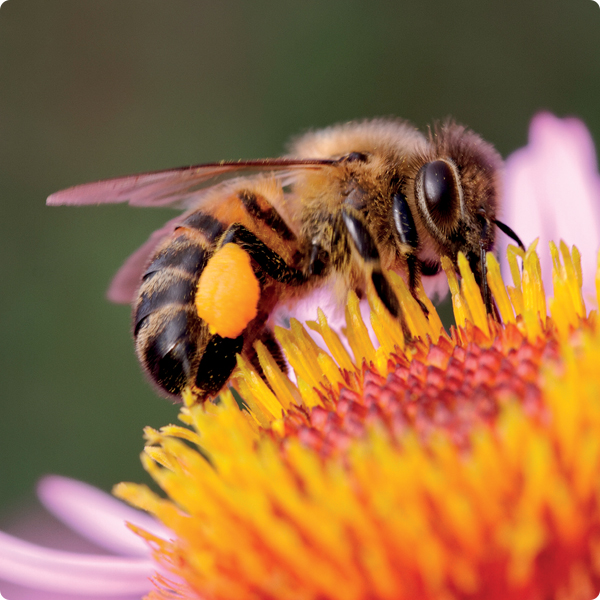 Gwybodaeth am y Creaduriaid Bach