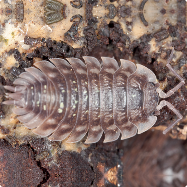 Gwybodaeth am y Creaduriaid Bach