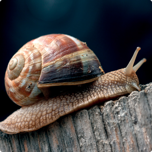 Gwybodaeth am y Creaduriaid Bach