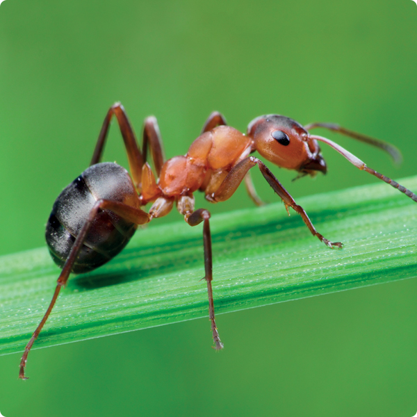 Gwybodaeth am y Creaduriaid Bach