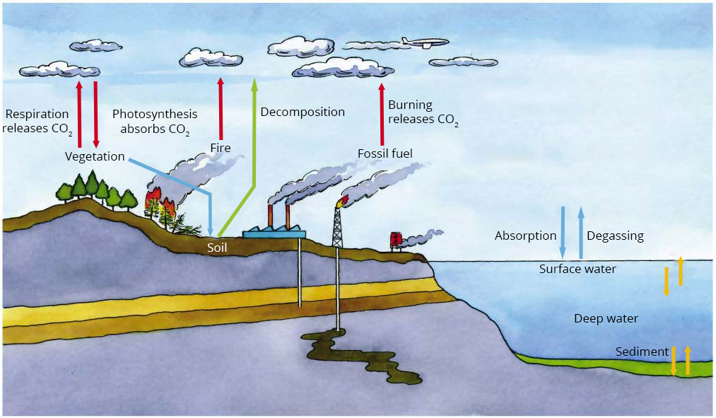 Geography | The Carbon Cycle