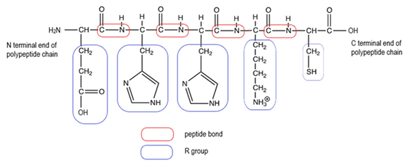 Polypeptide Molecule Diagram