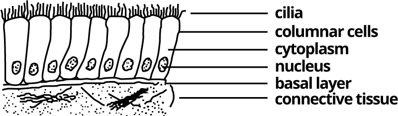 Labelled Diagram Of Ciliated Epithelial Cell